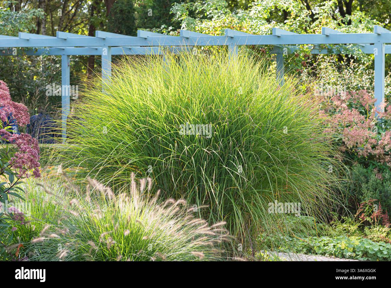 Chinese silver grass, Zebra grass, Tiger grass (Miscanthus sinensis ...