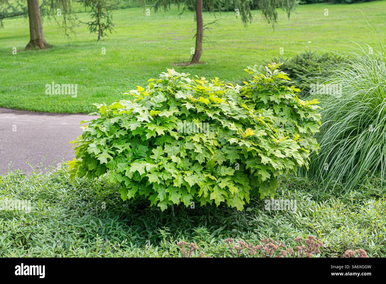 Pin oak, Swamp Spanish oak (Quercus palustris 'Green Dwarf', Quercus ...