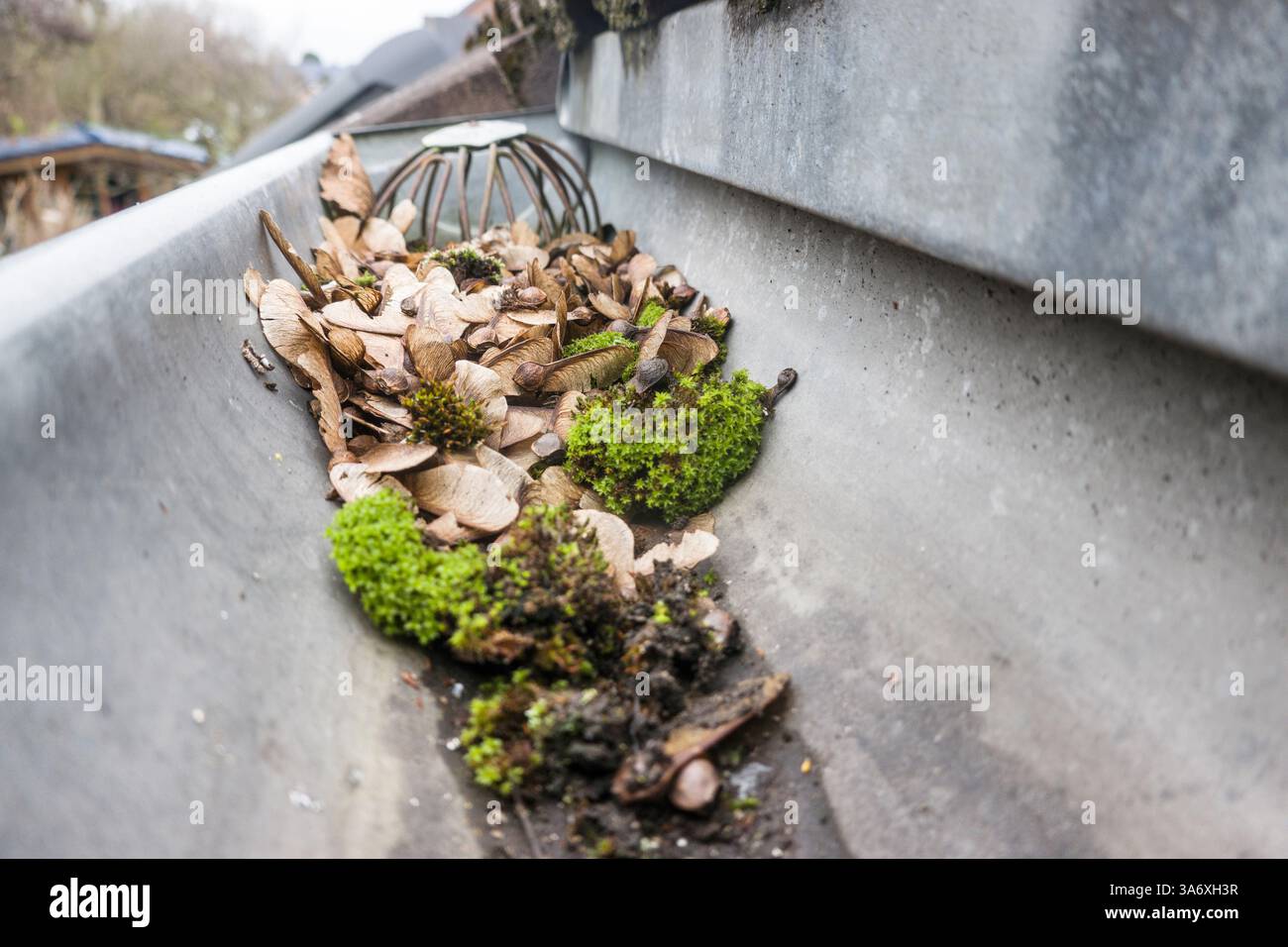 maple seeds and moss block the drainage of a gutter, Germany Stock ...