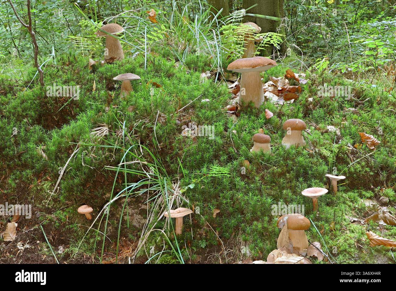 Summer bolete, Summer cep (Boletus reticulatus, Boletus aestivalis ...