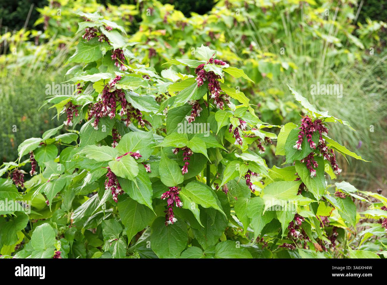 Himalayan Honeysuckle, Flowering Nutmeg, Himalaya Nutmeg, Pheasant ...