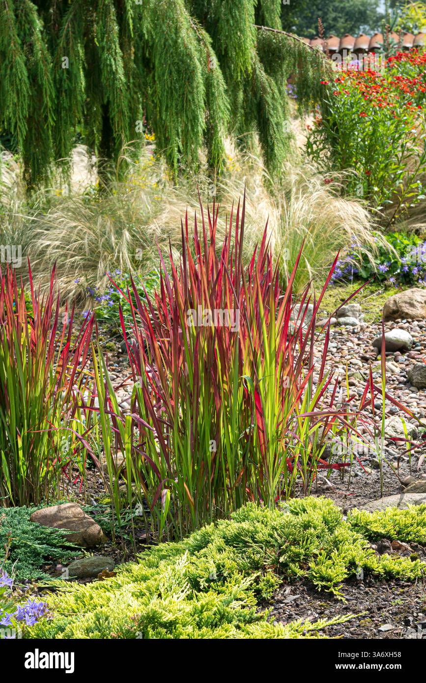 Cogongrass, Woollygrass, Japanese blood grass, Kunai grass (Imperata ...