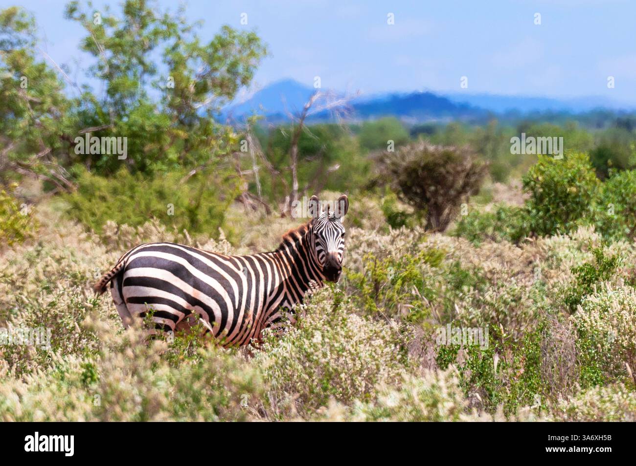 Boehm's zebra, Grant's zebra (Equus quagga boehmi, Equus quagga granti ...