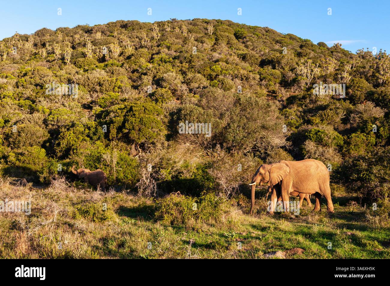African elephant, African bush elephant, African savanna elephant ...