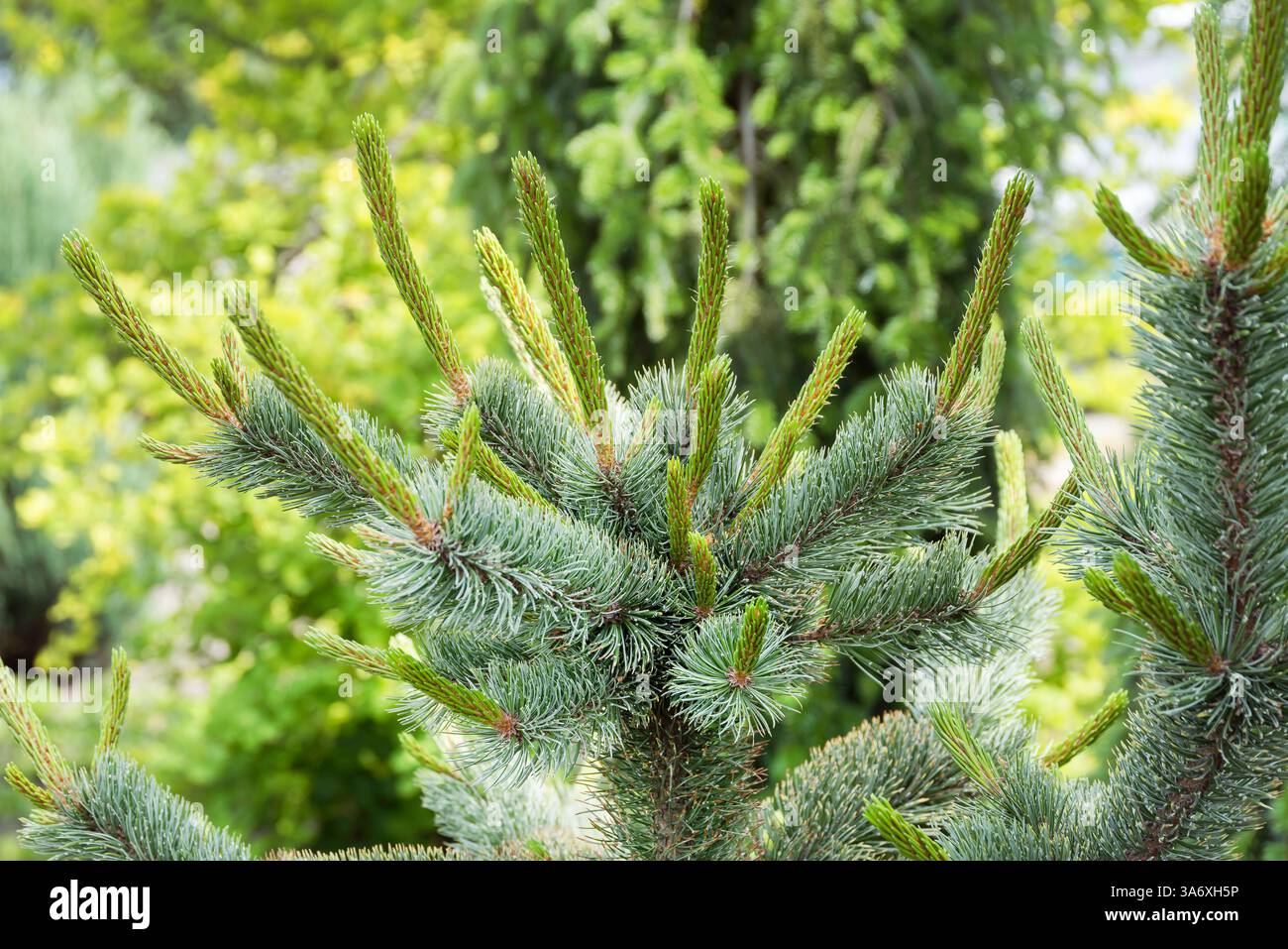 bristlecone pine (Pinus aristata 'Glauca', Pinus aristata Glauca ...