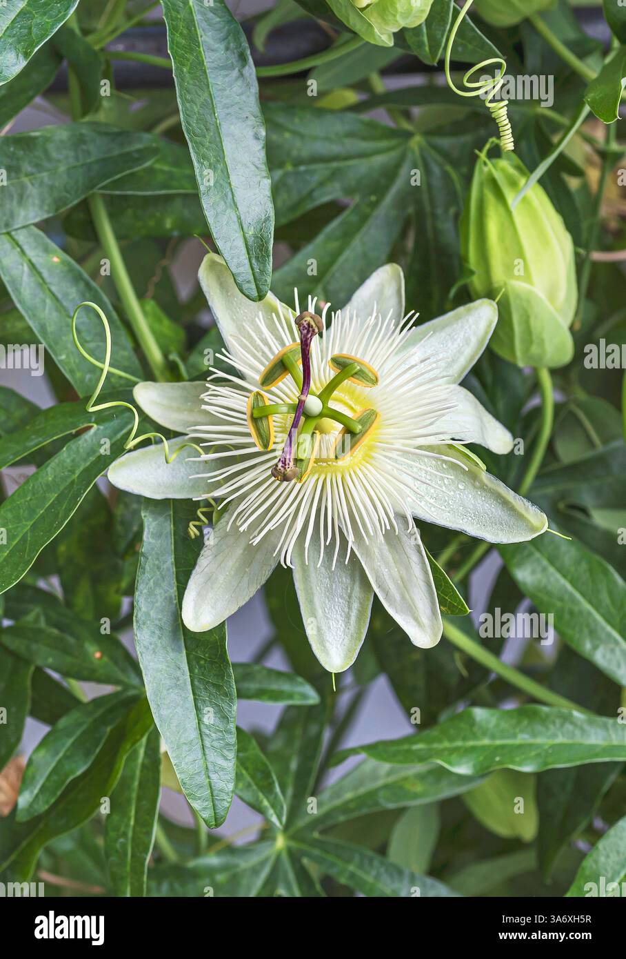 Blue Passionflower (Passiflora caerulea 'Constance Elliott', Passiflora caerulea Constance ...