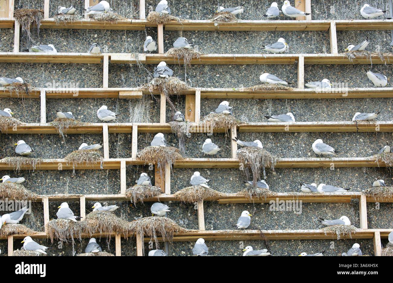 black-legged kittiwake (Rissa tridactyla, Larus tridactyla), kittiwakes ...