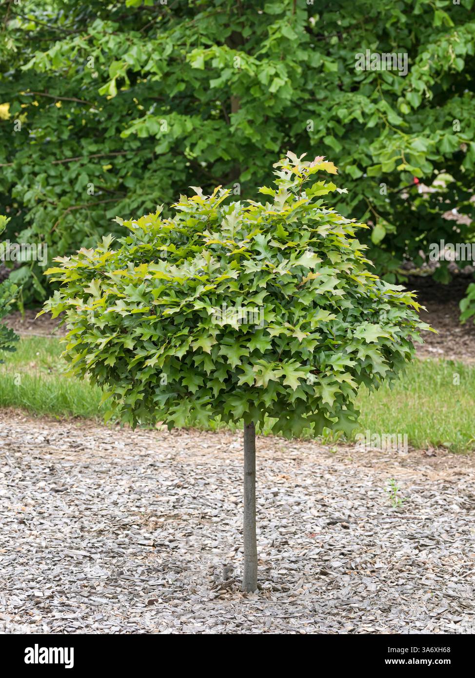 Pin oak, Swamp Spanish oak (Quercus palustris 'Green Dwarf', Quercus ...