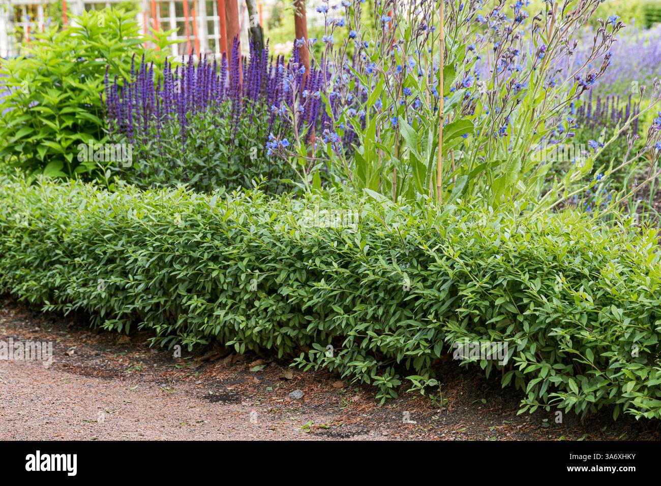 Ligustrum vulgare var nanum hi-res stock photography and images - Alamy