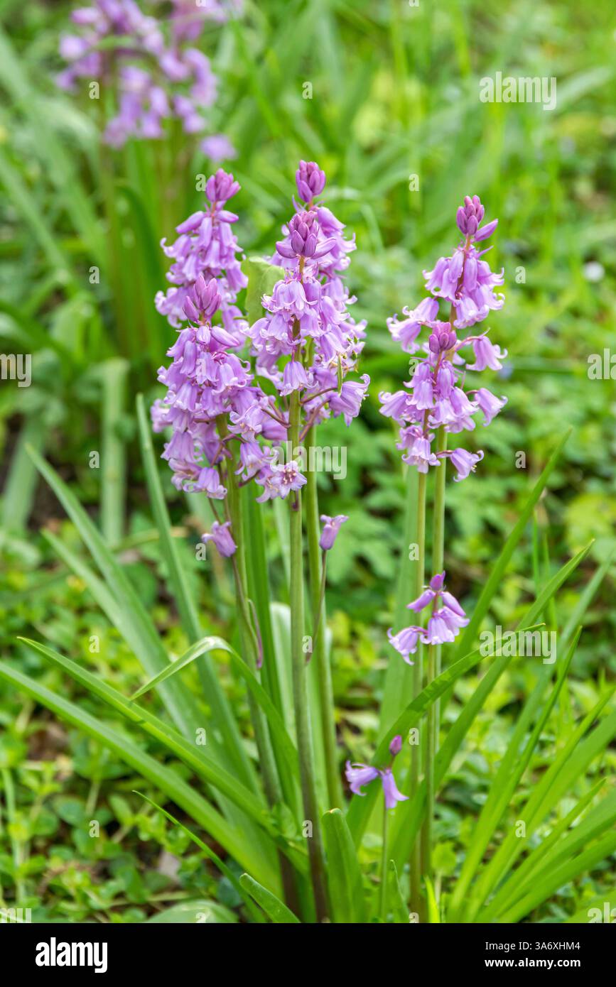 Spanish Bluebell (Hyacinthoides hispanica 'Rose Queen', Hyacinthoides ...