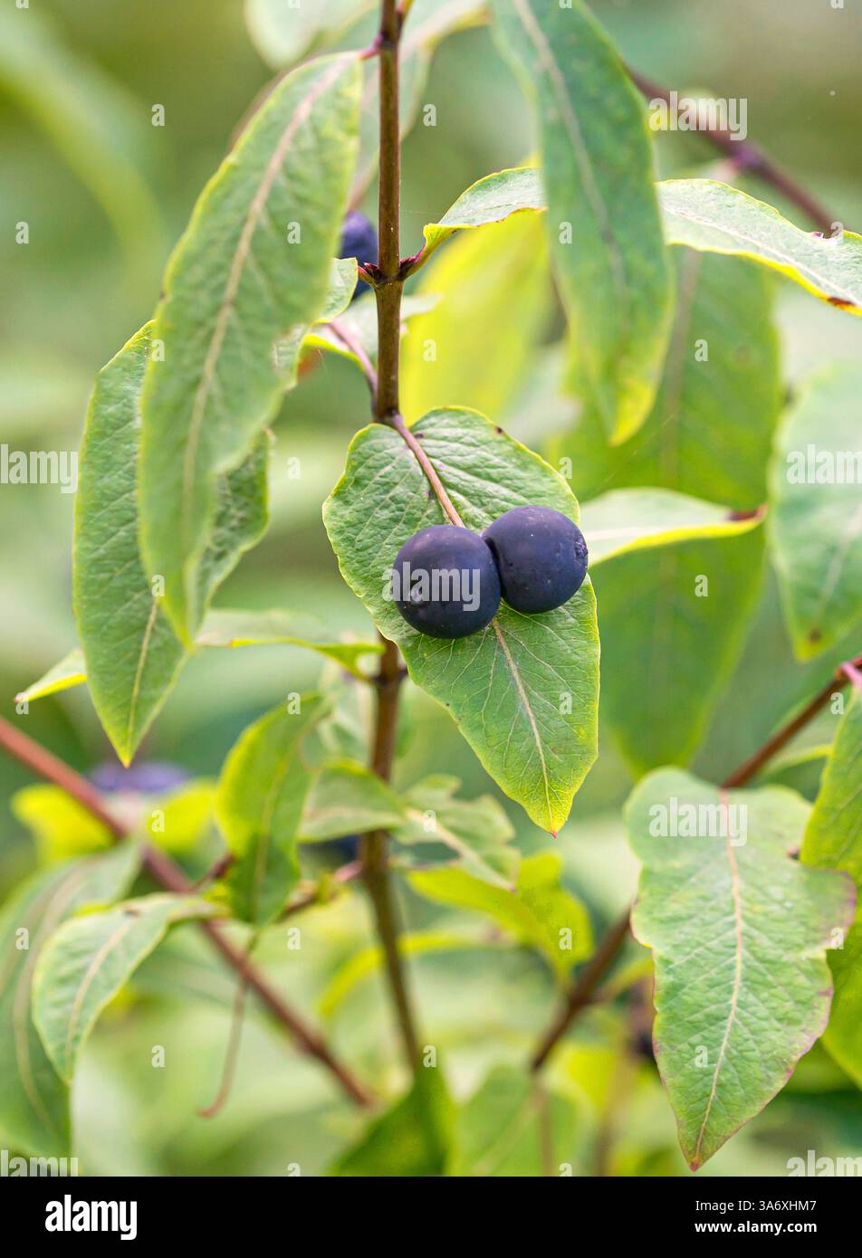 Black berried honeysuckle, Black-berried honeysuckle, Black Honeysuckle ...