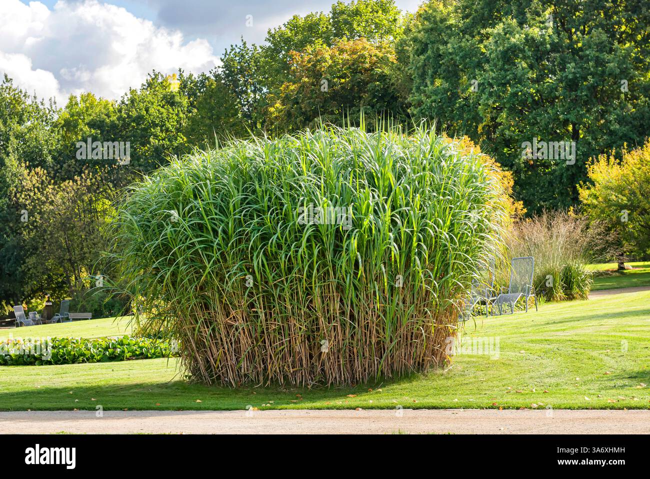 Giant Miscanthus Miscanthus Giganteus Miscanthus X Giganteus