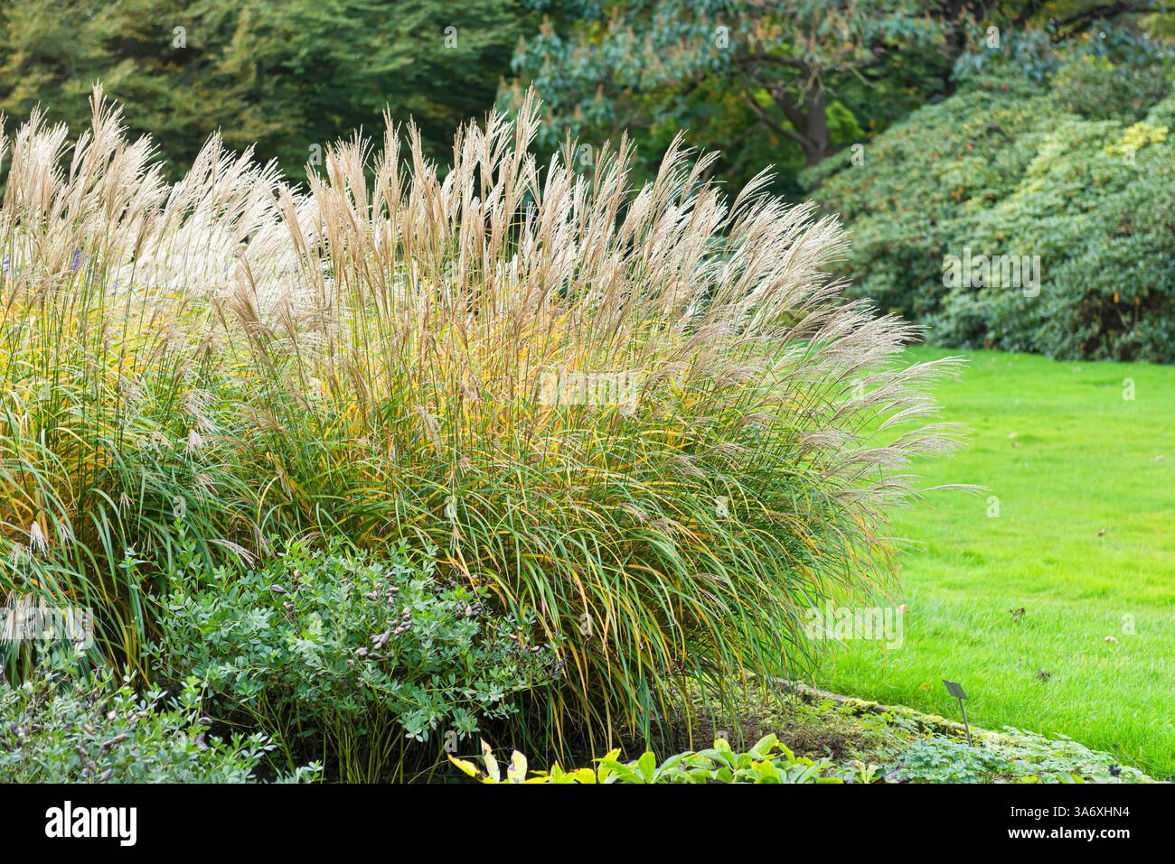 Chinese silver grass, Zebra grass, Tiger grass (Miscanthus sinensis 'Yaku Jima', Miscanthus ...