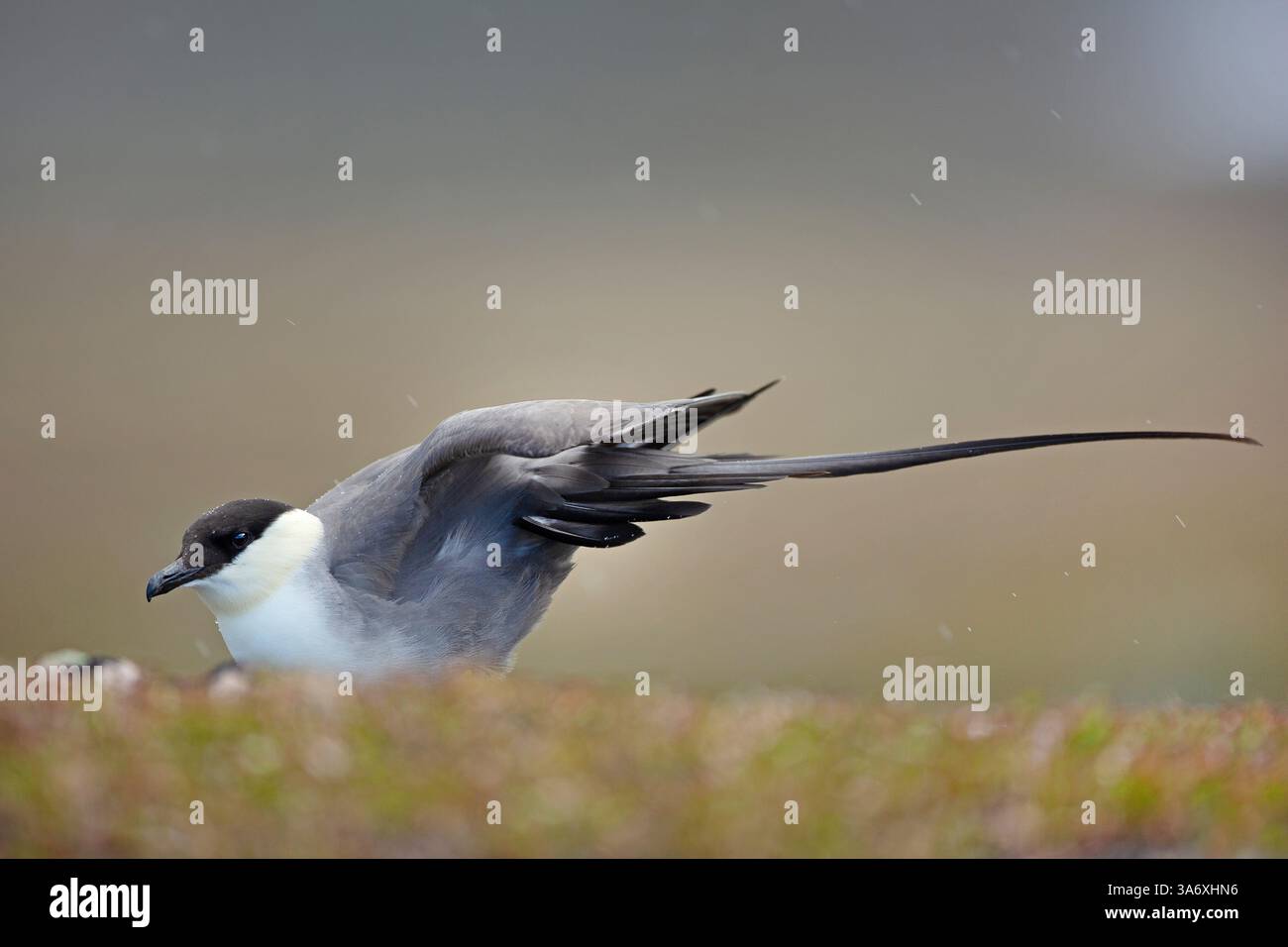 long-tailed skua, long-tailed jaeger (Stercorarius longicaudus ...