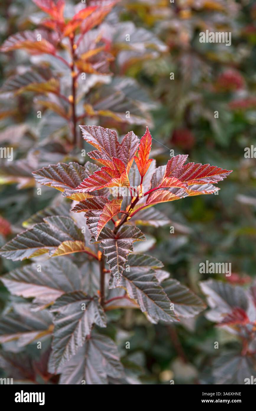 eastern ninebark (Physocarpus opulifolius 'Little Devil', Physocarpus ...