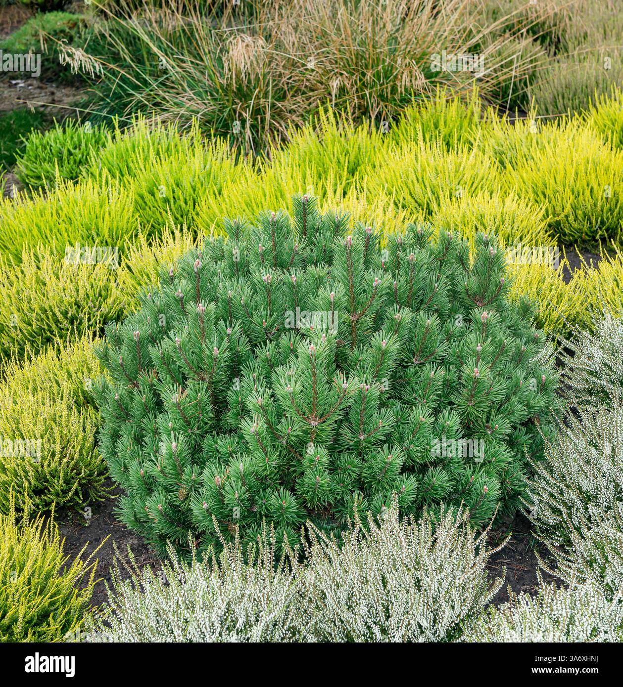 Mountain pine, Mugo pine (Pinus mugo 'Humpy', Pinus mugo Humpy), habit ...