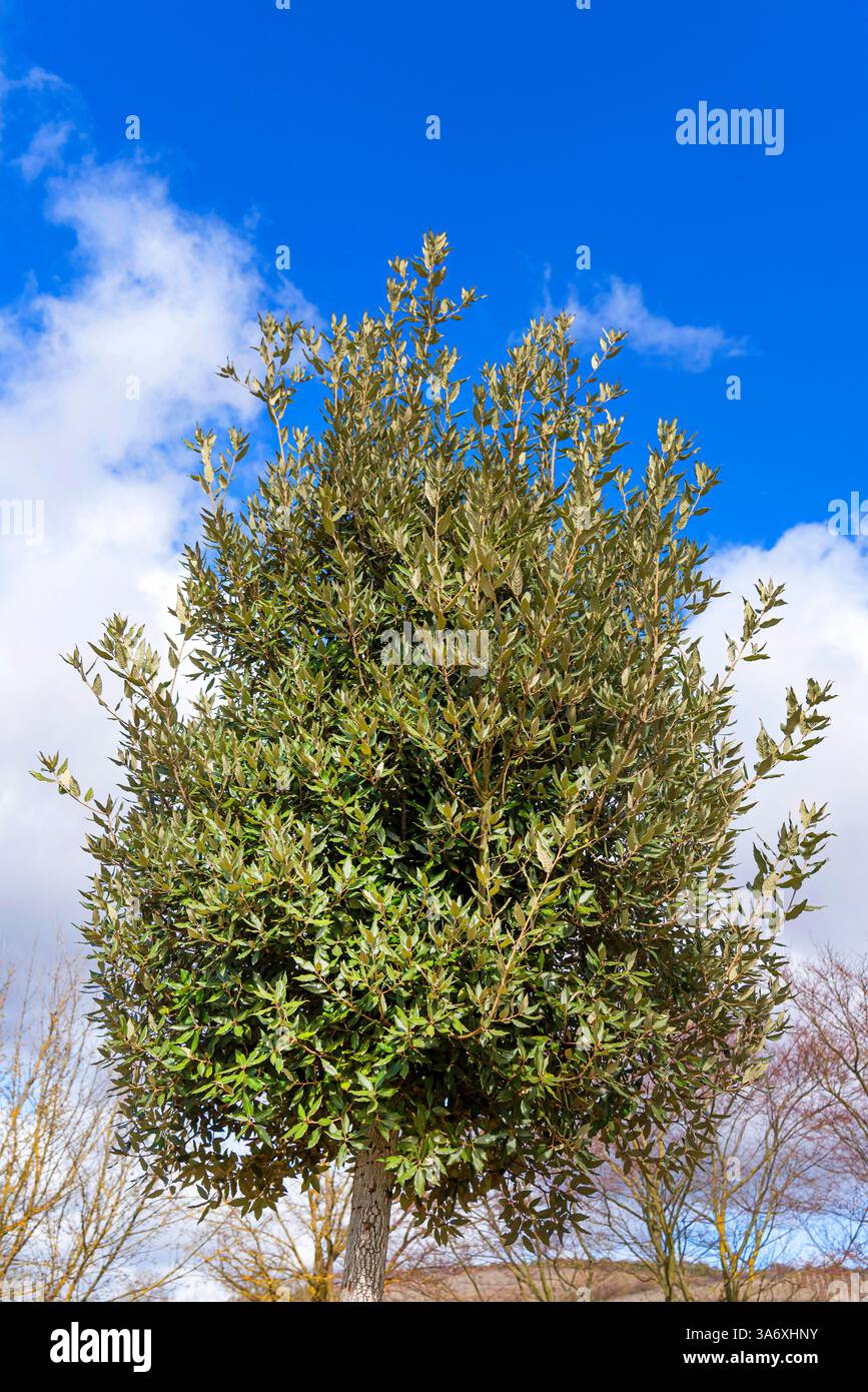 Holm oak, Evergreen oak, Holly oak, Evergreen Oak (Quercus ilex), Habit ...