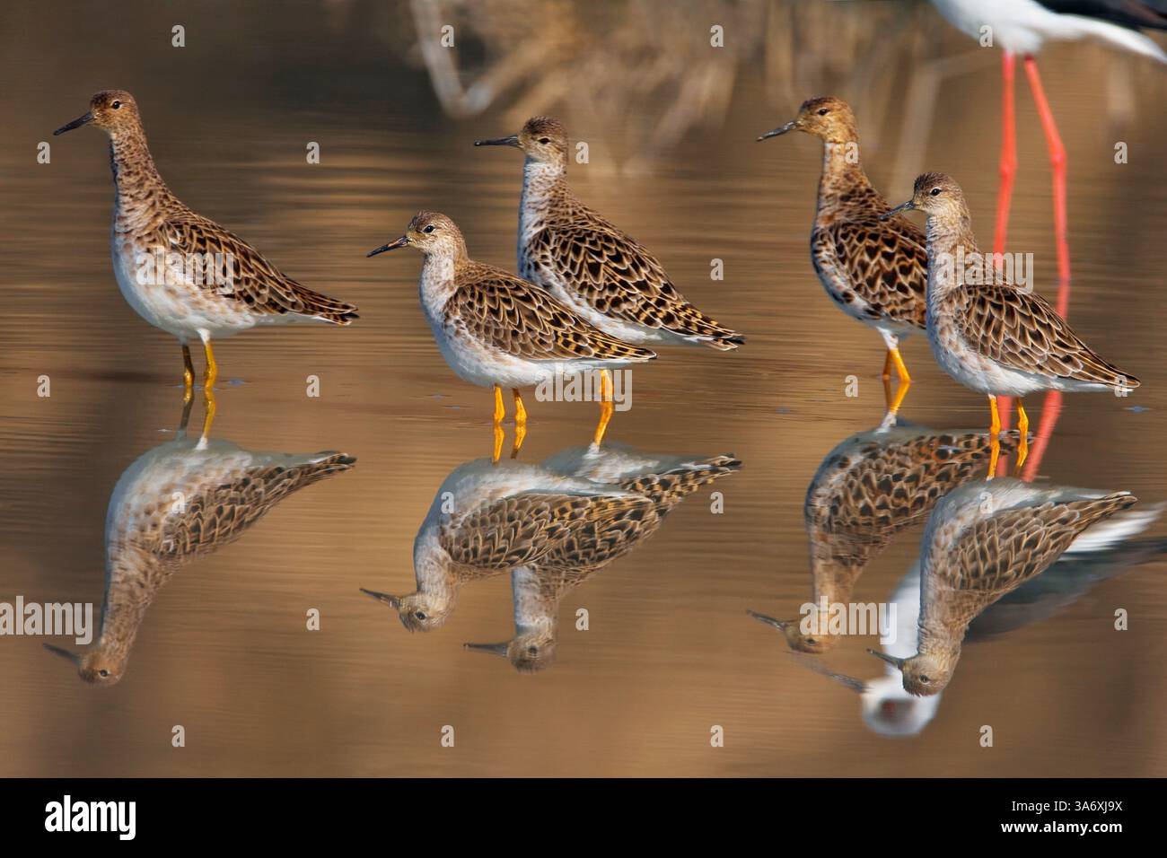 ruff (Calidris pugnax, Philomachus pugnax), troop mirroring in shallow ...