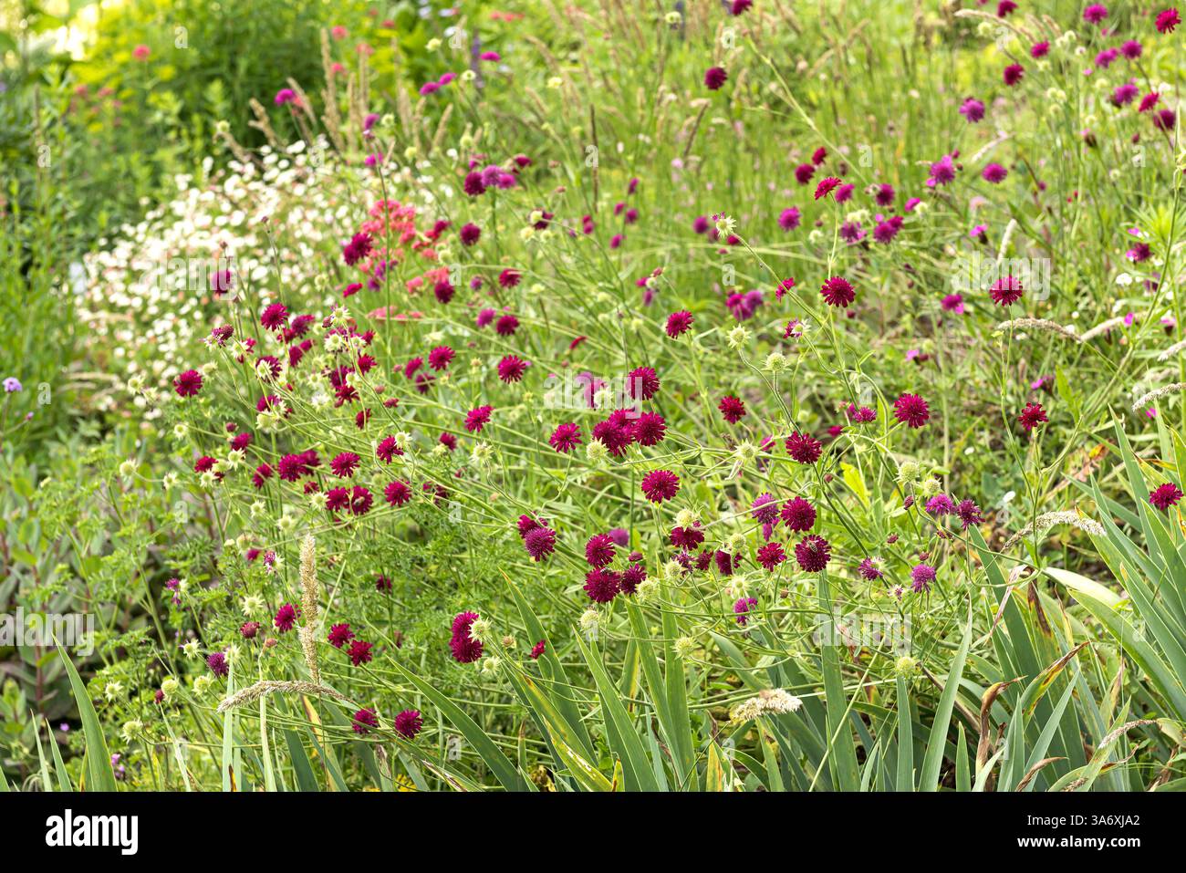 Macedonian scabious (Knautia macedonica 'Mars Midget', Knautia ...