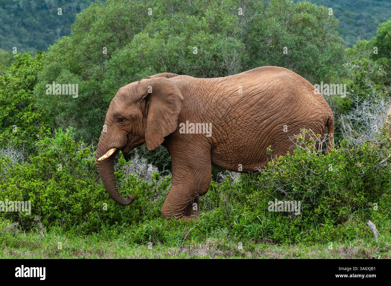 African elephant, African bush elephant, African savanna elephant ...