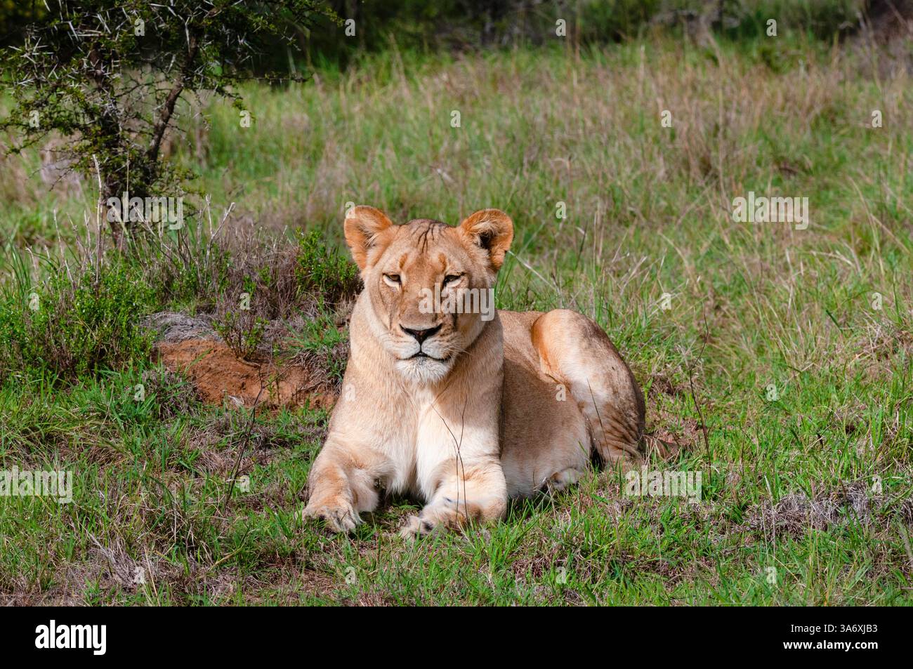 lion (Panthera leo), lioness resting on a meadow, front view, South ...