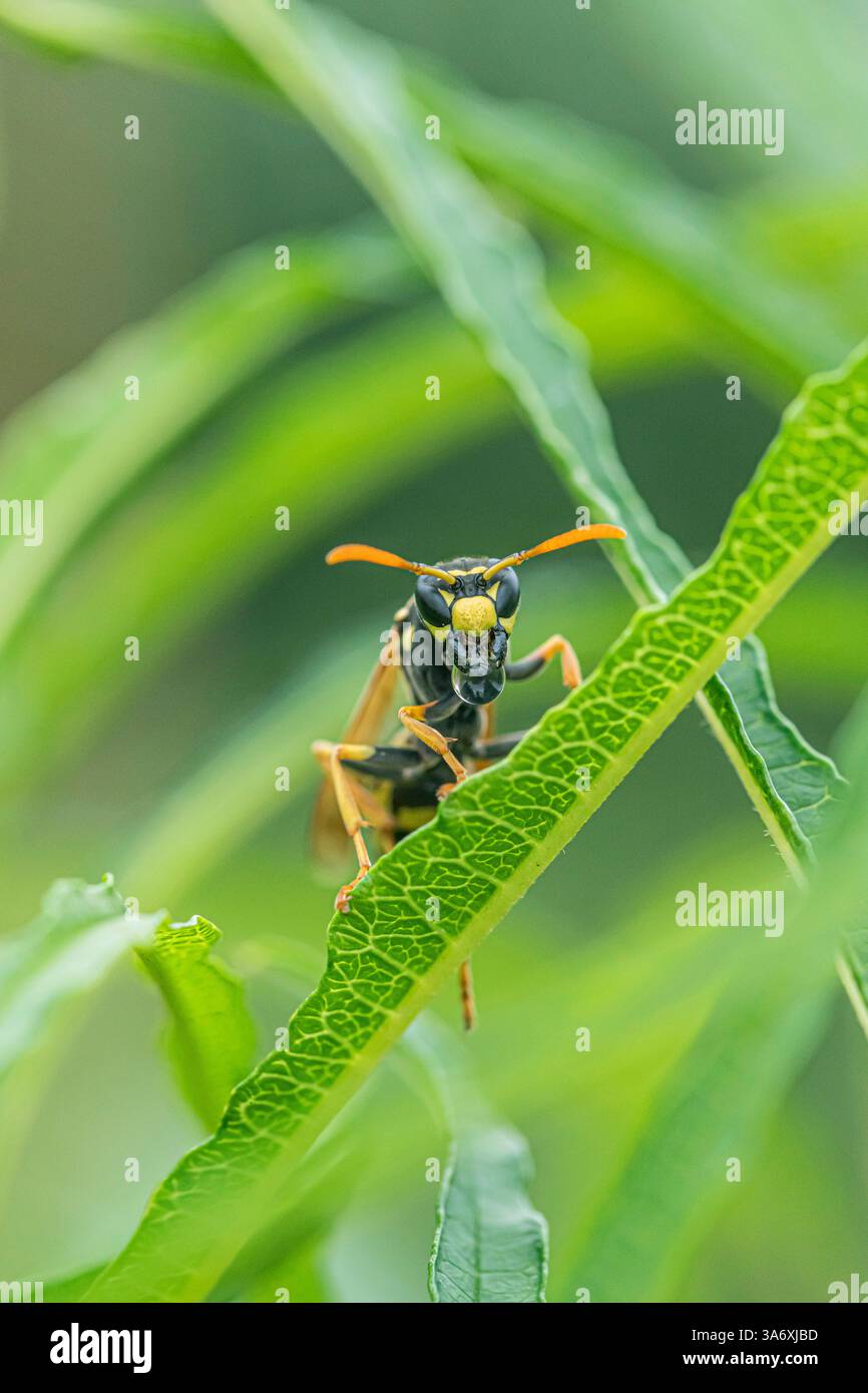 Paper wasp (Polistes gallica, Polistes dominula), sitting on a leaf ...