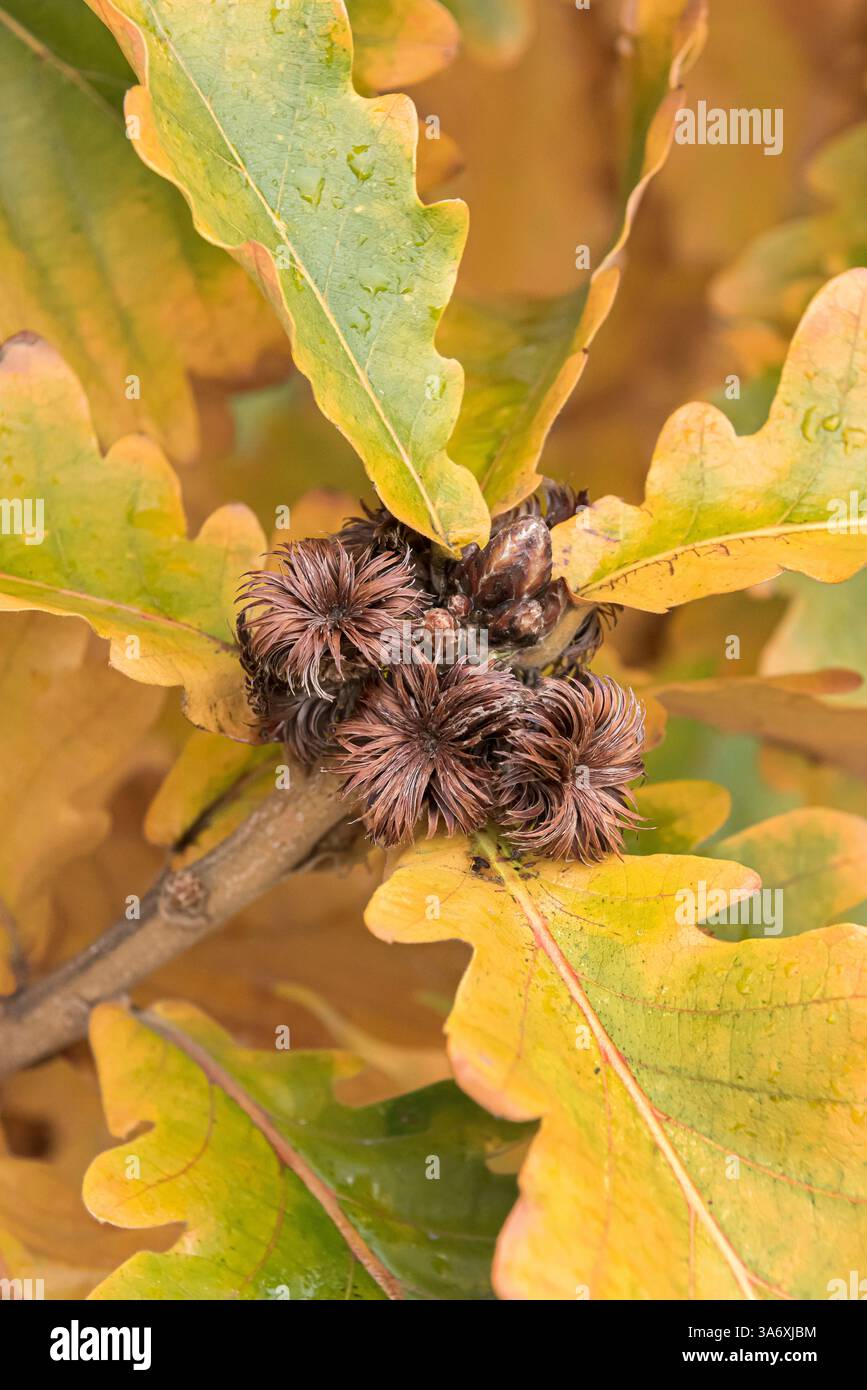 Japanese emperor oak, Daimyo oak, Korean oak (Quercus dentata 'Carl ...