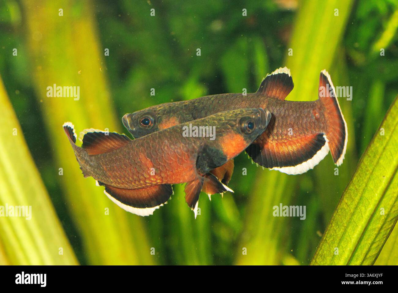 Whiteseam Fighter (Betta albimarginata), rival males Stock Photo - Alamy