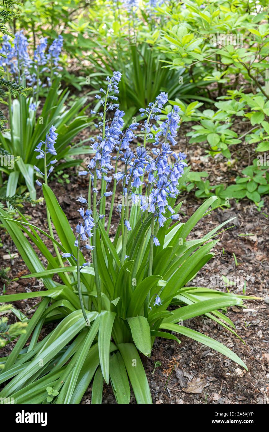 Spanish Bluebell (Hyacinthoides hispanica 'Excelsior', Hyacinthoides ...