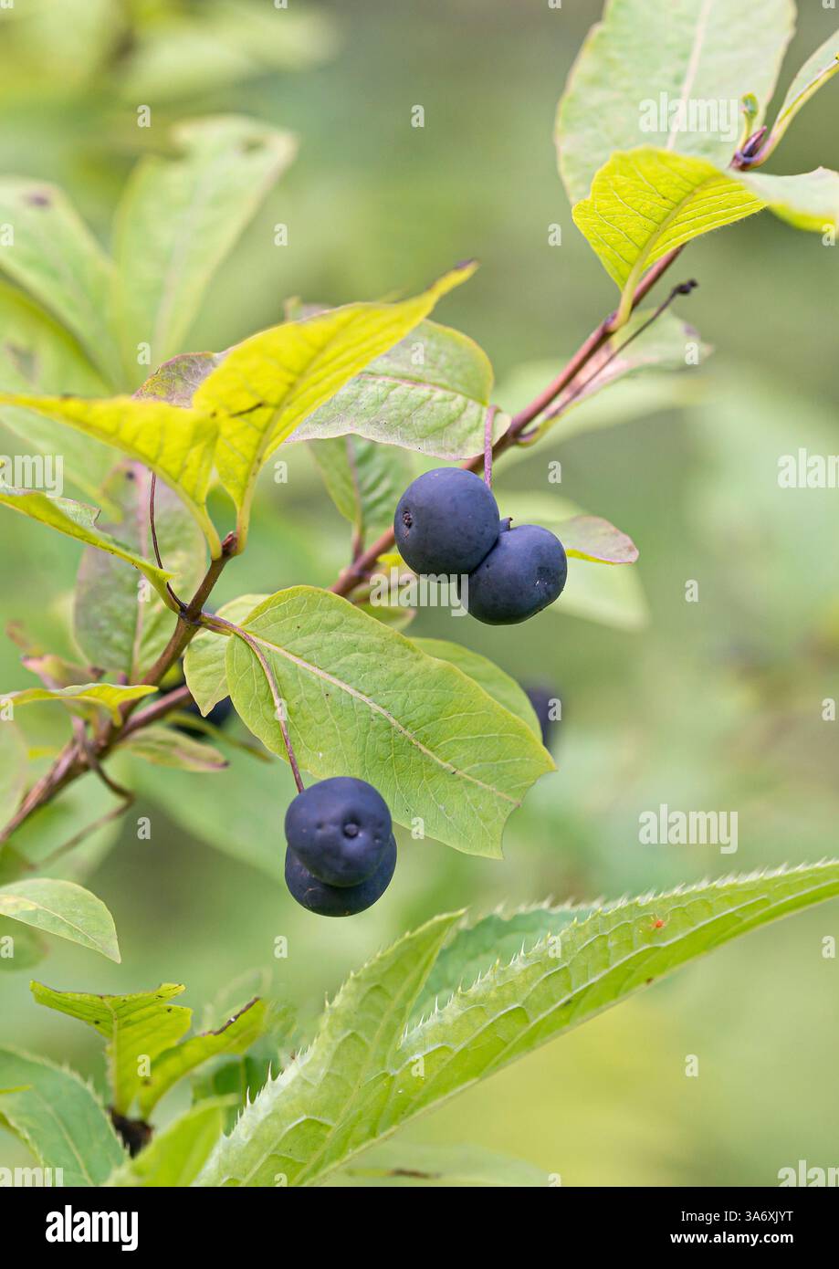 Black berried honeysuckle, Black-berried honeysuckle, Black Honeysuckle ...