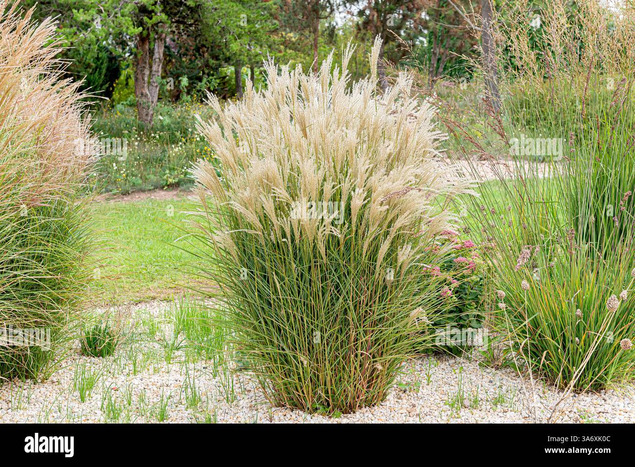 Chinese silver grass, Zebra grass, Tiger grass (Miscanthus sinensis ...