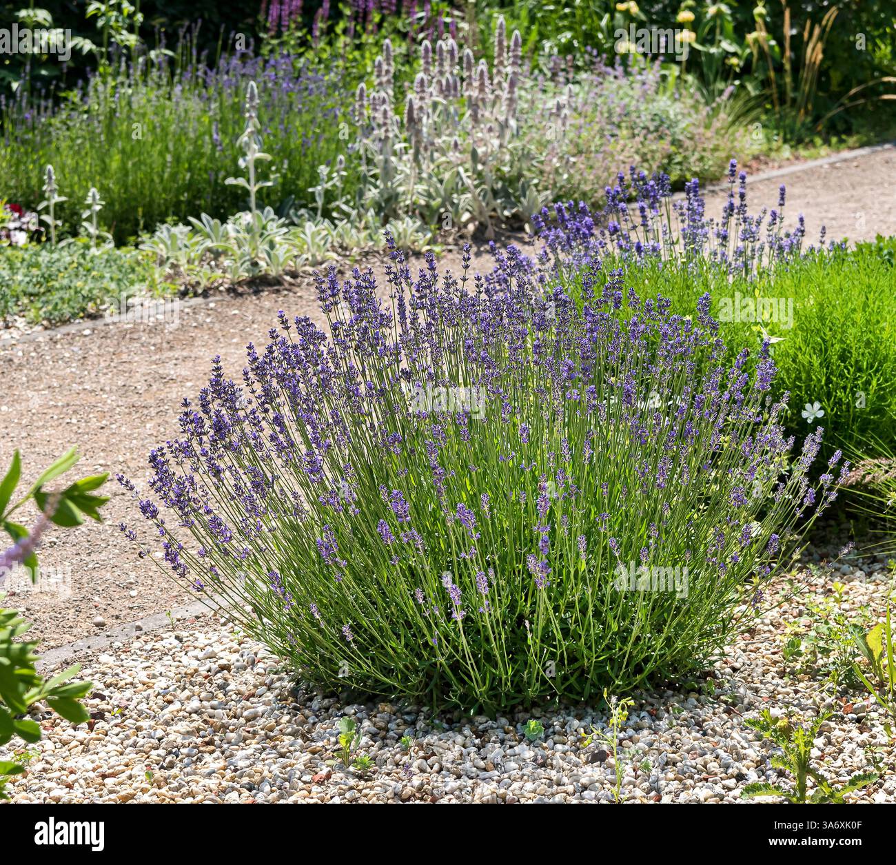 English lavender (Lavandula angustifolia 'Hidcote', Lavandula ...