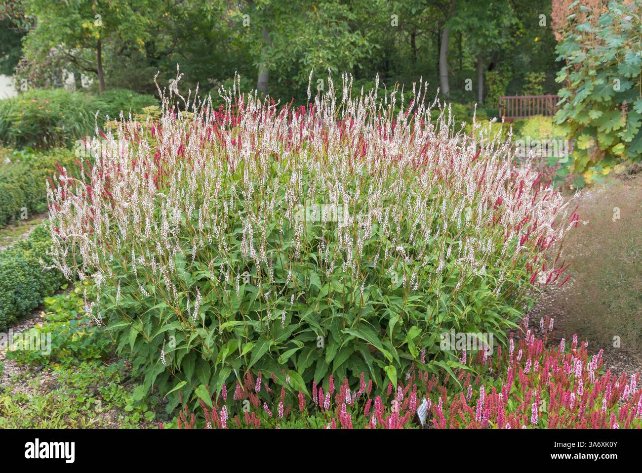 water smartweed (Persicaria amplexicaulis 'Alba', Persicaria ...