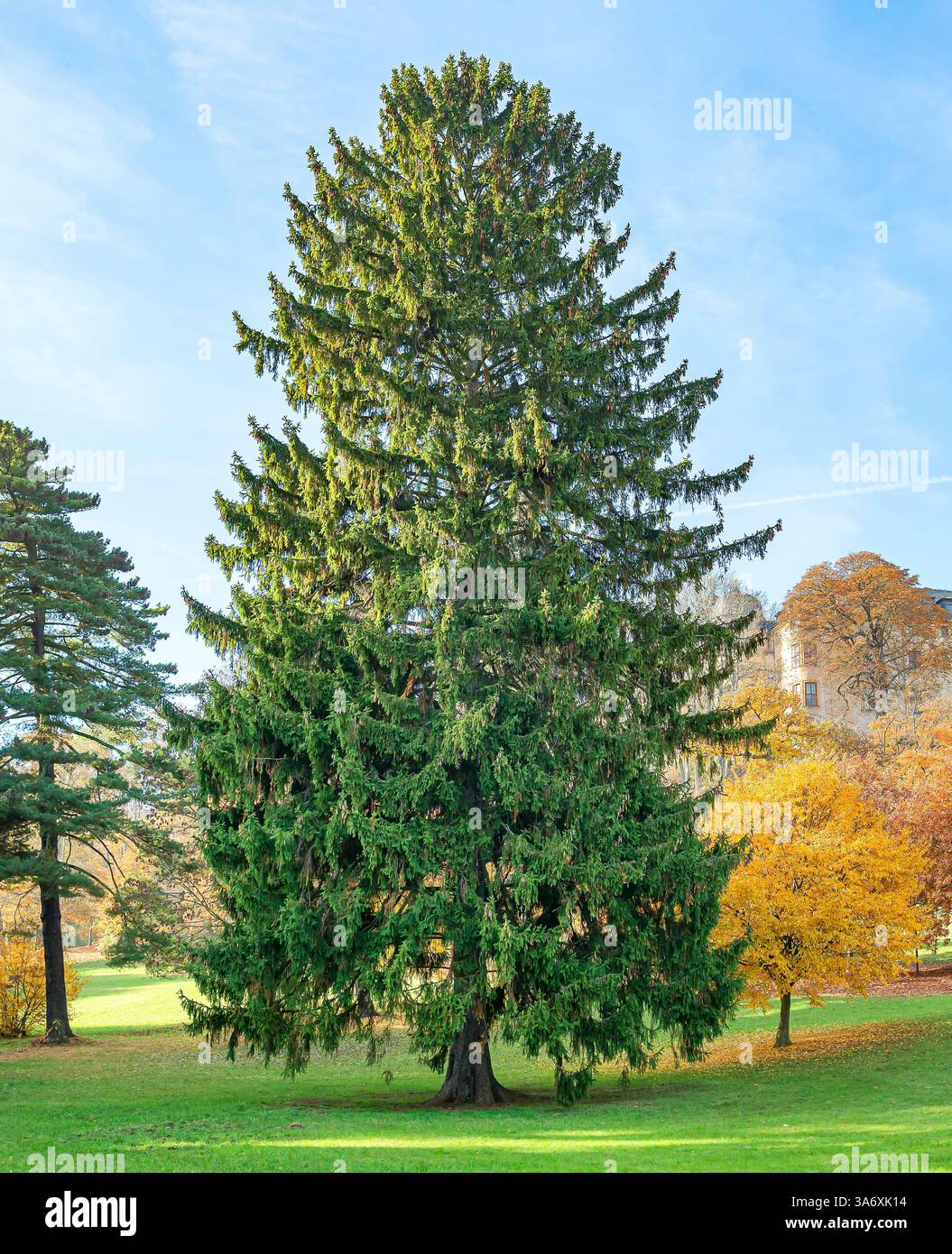 Norway spruce (Picea abies), park tree Stock Photo - Alamy