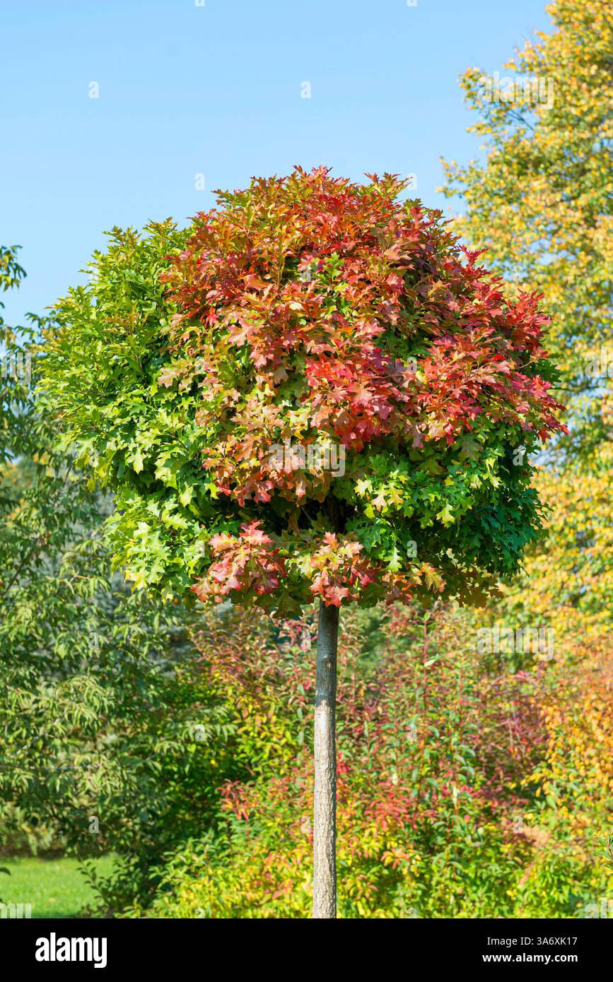 Pin oak, Swamp Spanish oak (Quercus palustris 'Green Dwarf', Quercus ...