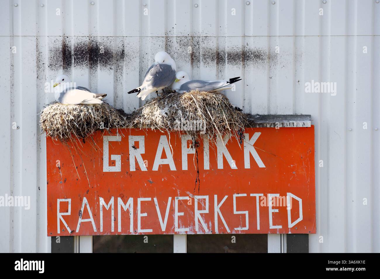 black-legged kittiwake (Rissa tridactyla, Larus tridactyla), kittiwakes ...