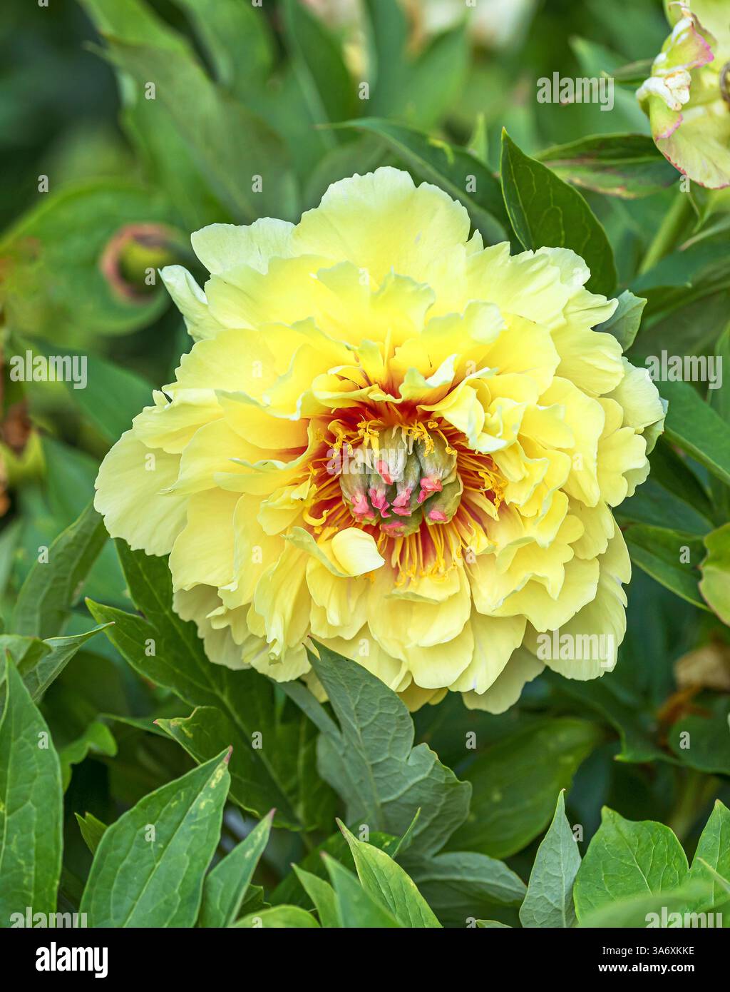tree peony (Paeonia 'Garden Treasure', Paeonia Garden Treasure), flower ...