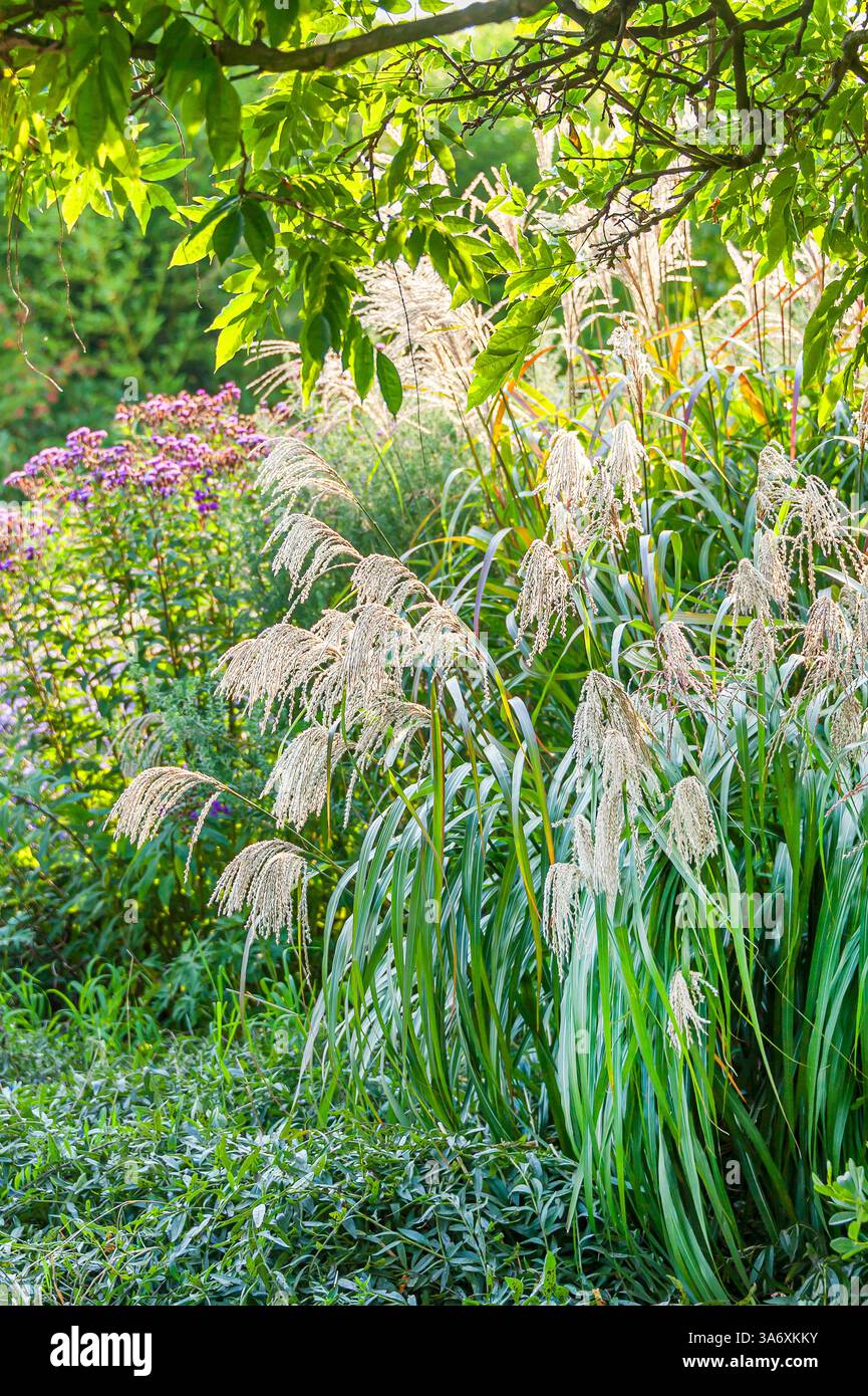 Chinese silver grass, Zebra grass, Tiger grass (Miscanthus sinensis ...