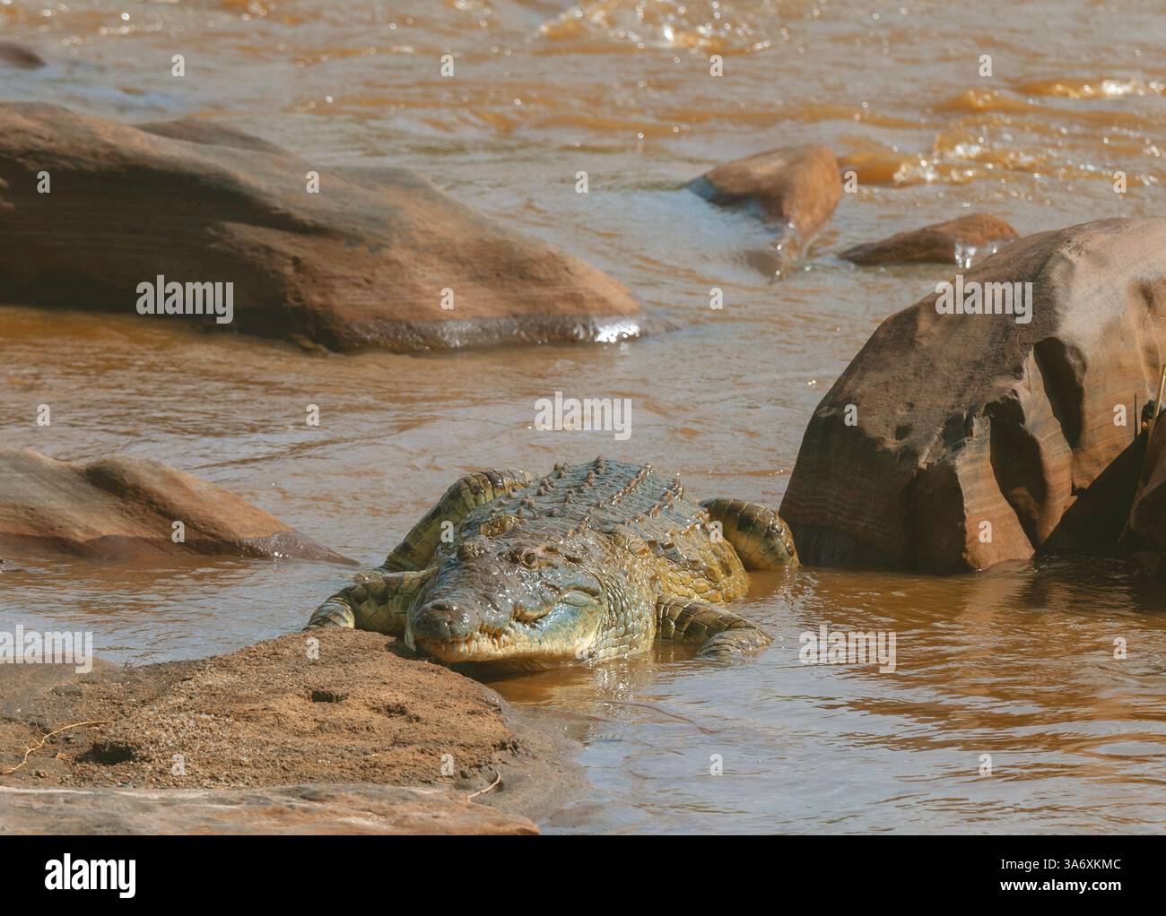 Nile crocodile (Crocodylus niloticus), lying in the shallow water on ...