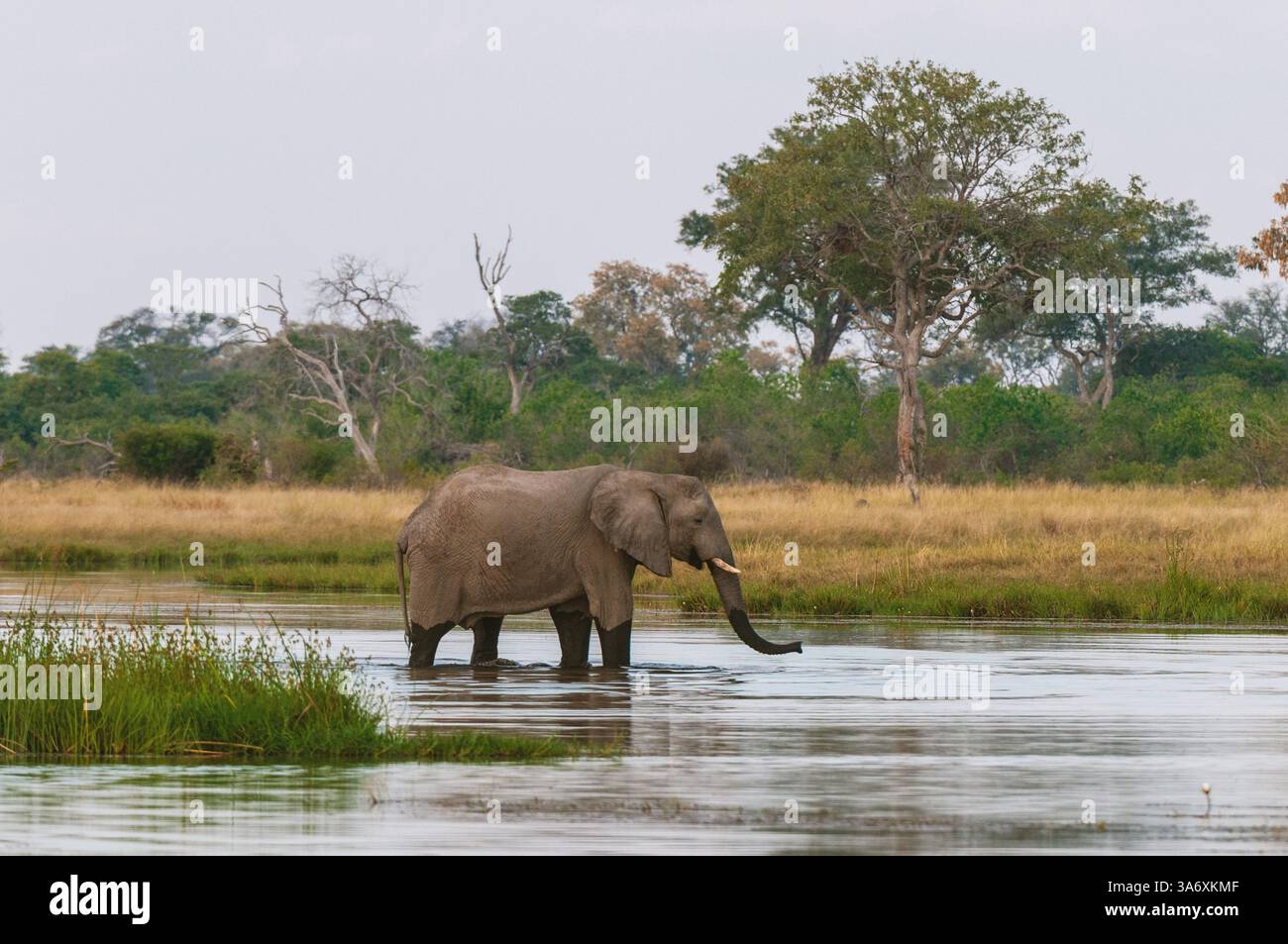 African elephant (Loxodonta africana), standing in shallow water, side ...