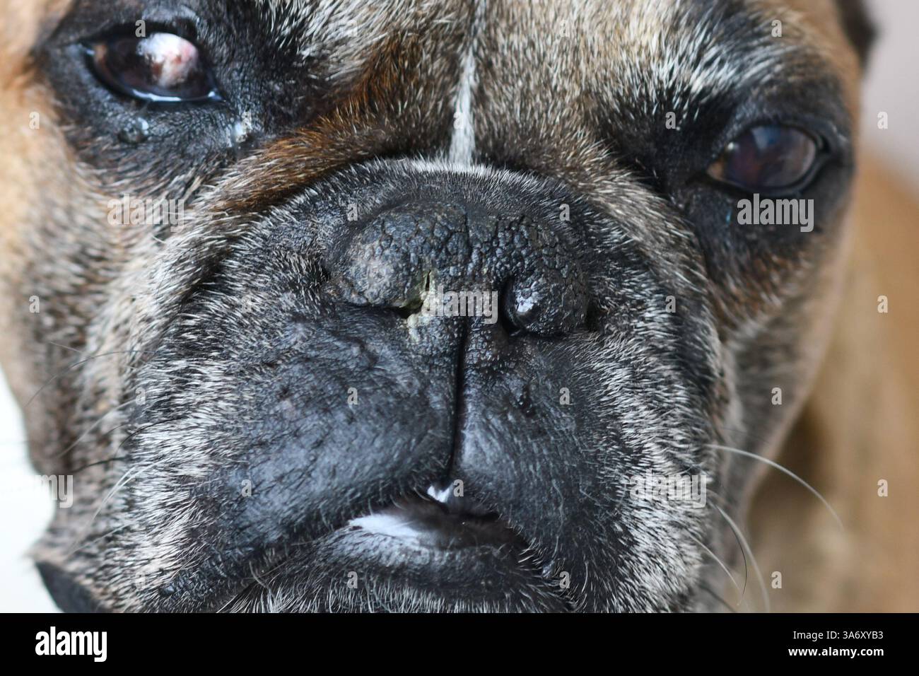 Close up of French Bulldog dog nose with neurogenic dry eye (medical ...