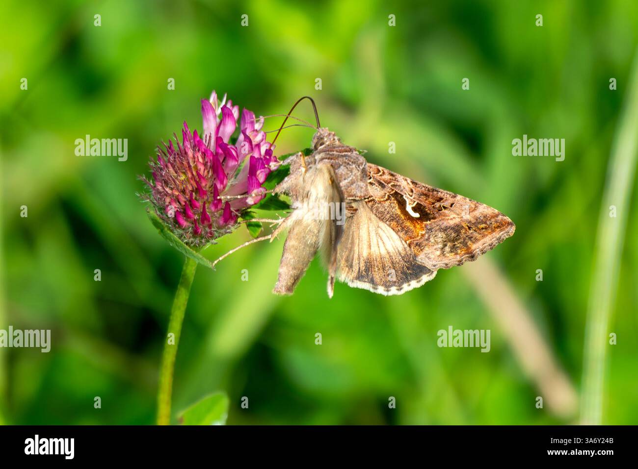 Silver Y moth (Autographa gamma) which is a common insect seen flying ...