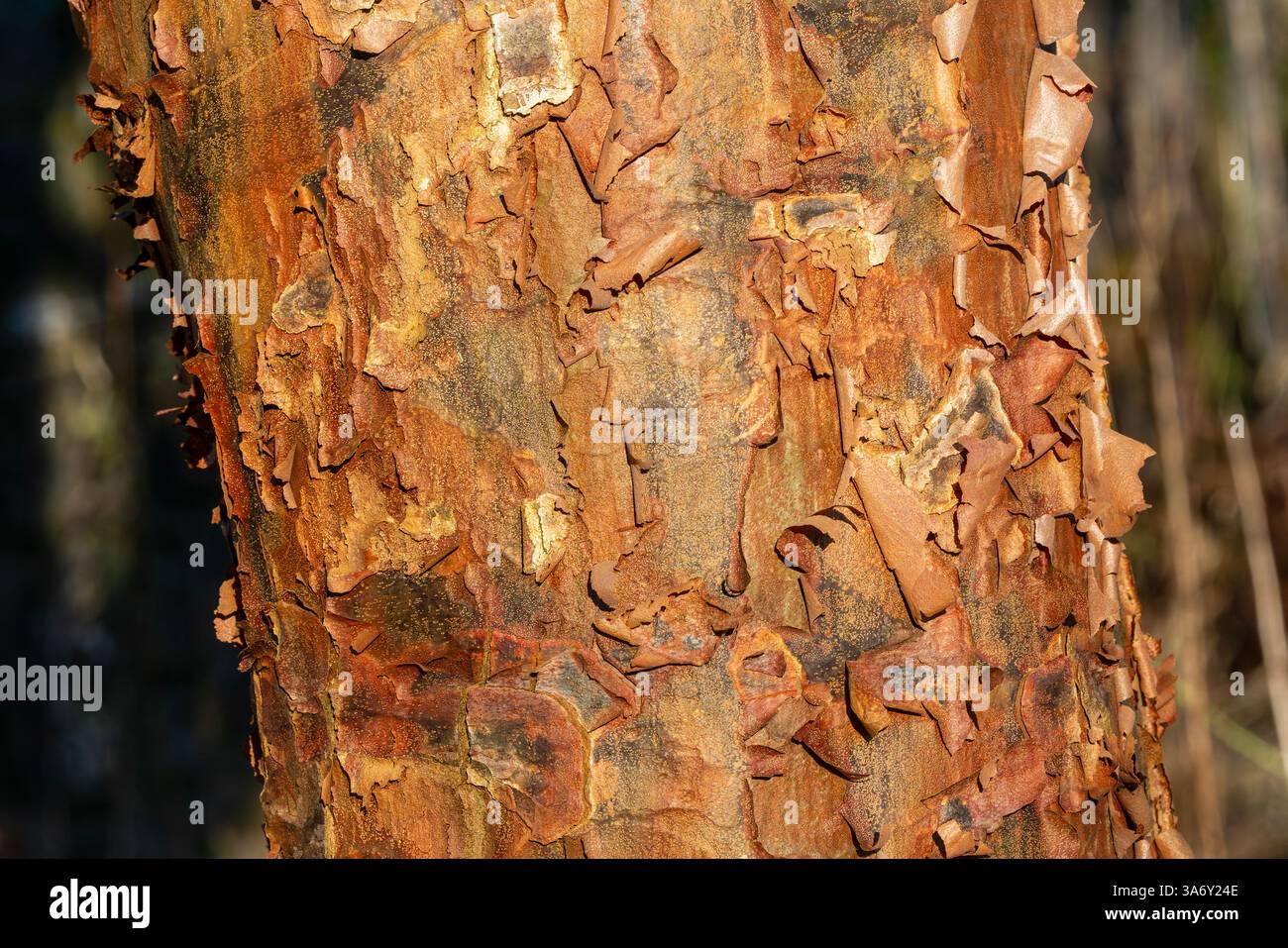 Acer griseum tree bark texture, which is commonly known as Paperbark ...