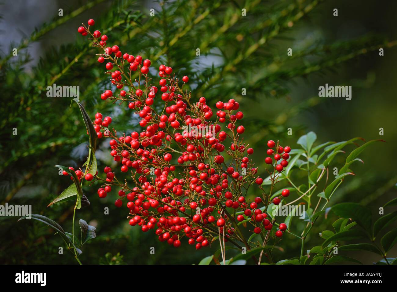 Many red berries of a heavenly bamboo or sacred bamboo Nandina ...