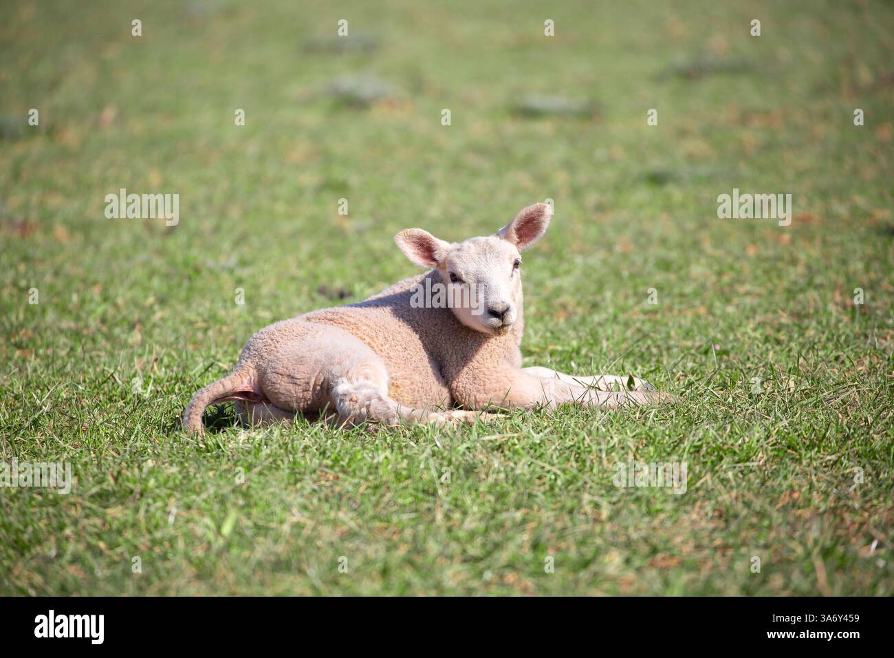 Lamb lying down hi-res stock photography and images - Alamy