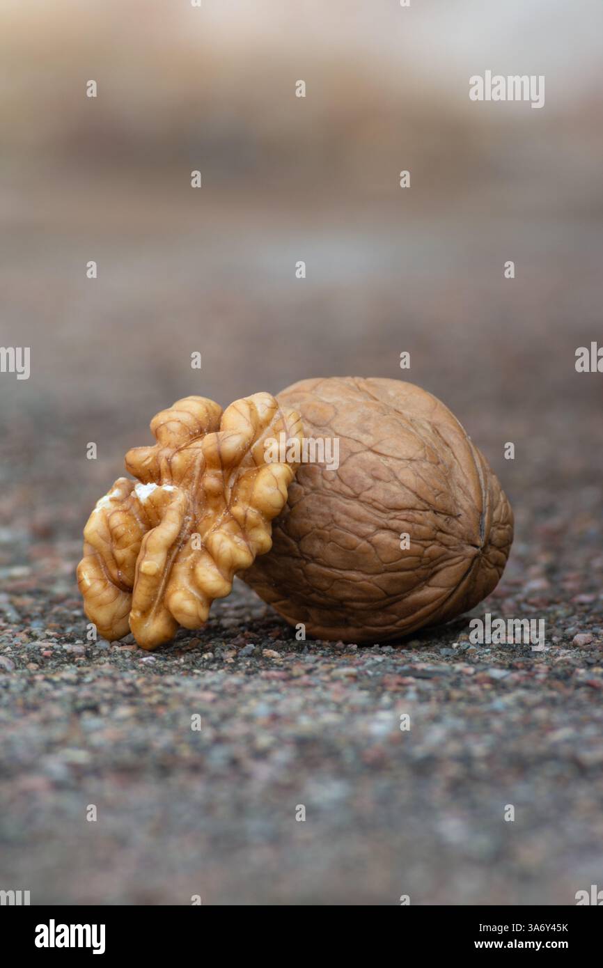 Shelled walnut kernels many hi-res stock photography and images - Alamy