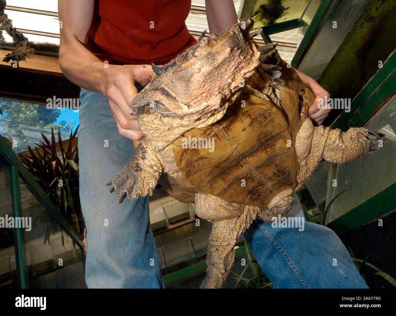 a turtle or tortoise, a reptile animal with a shell turtle or tortoise ...