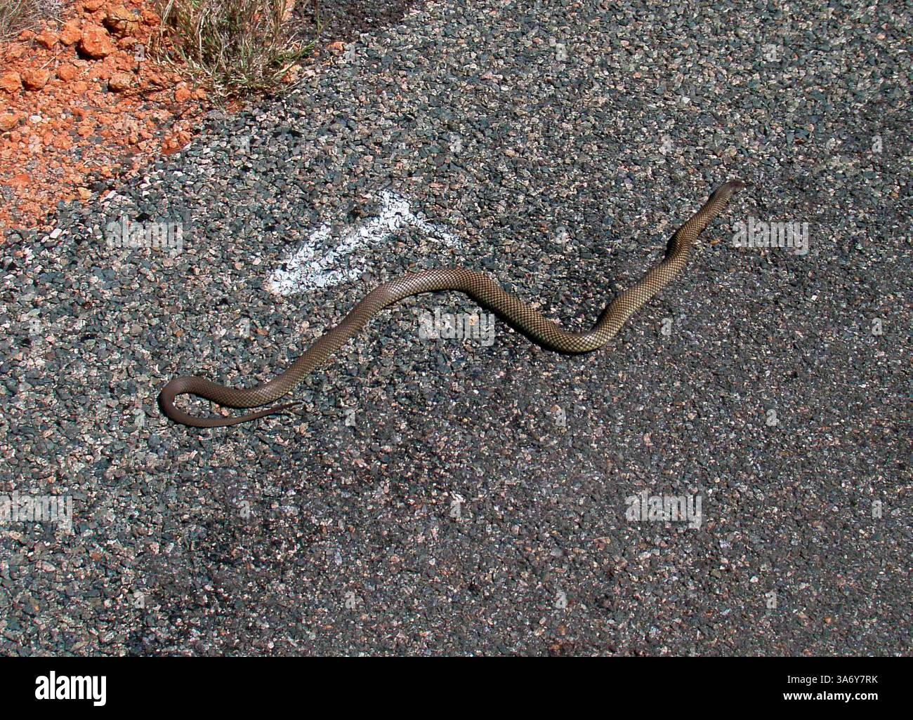 snake, a legless reptile animal with the ability to be nonvenomous or ...