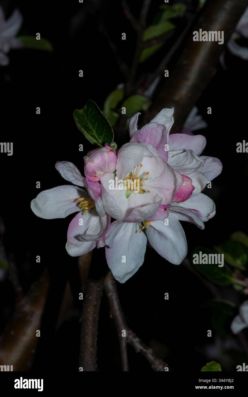 Lily apple tree hi-res stock photography and images - Alamy