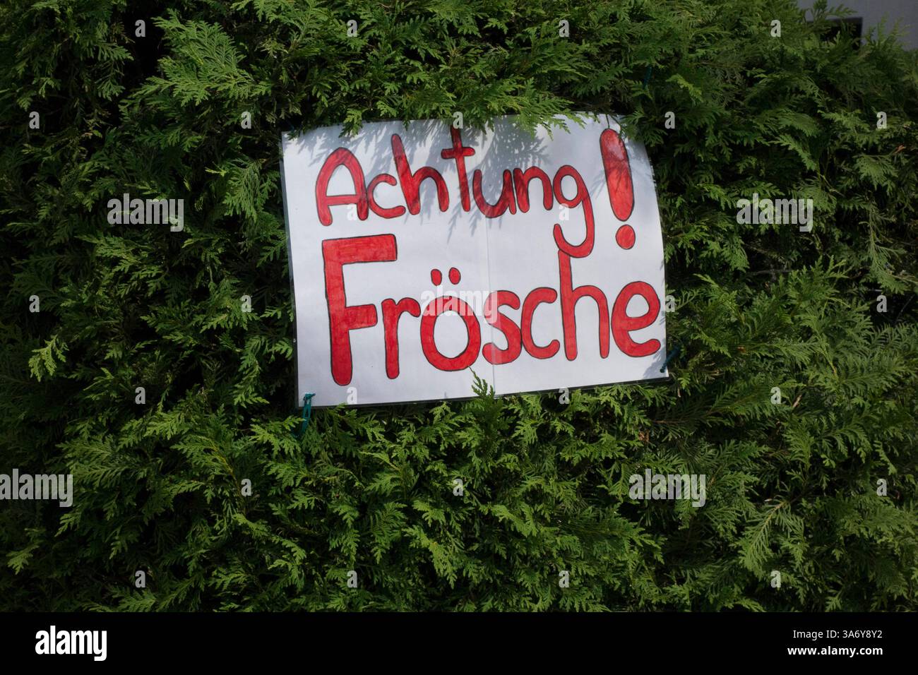 Frogs as animals that live in water and on land Frogs as animals that ...